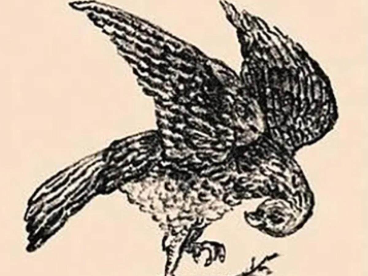 Optical Illusion Spot The Hidden Rabbit