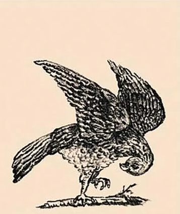 Optical Illusion Spot The Hidden Rabbit