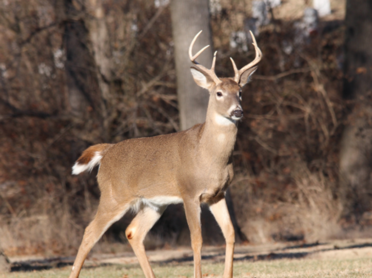 What Is 'Zombie Deer Disease'?