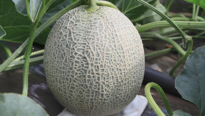 Unveiling The 6 Most Expensive Foods On Earth