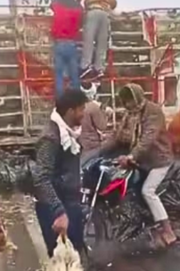 Video: People Steal Chickens From Truck On Highway