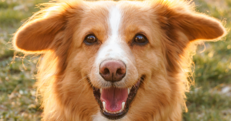 Dogs Actively Engage In Making Humans Laugh