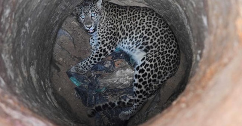 Watch The Dramatic Rescue Of Leopard Stuck In Well