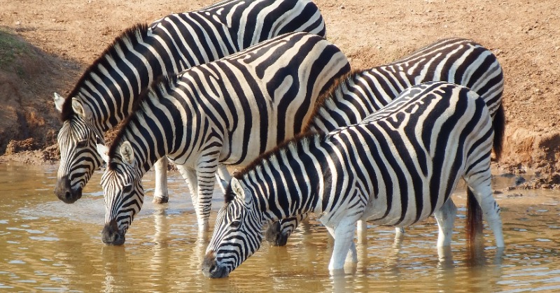 COP28: Climate Change Already Impacting Migratory Animals, Says New ...