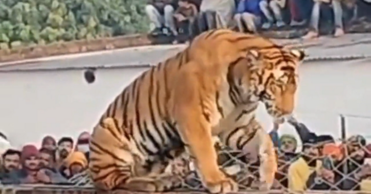Tiger Escapes From Pilibhit Reserve
