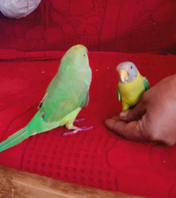 कुत्तों के बाद हुई तोता-मैना की अनोखी शादी! रीति-रिवाजों के साथ-साथ ...