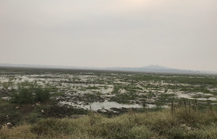 Explained: Why Conservation Of Wetlands And Their Biodiversity Is Key ...