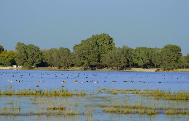 World Wetlands Day 2023: How These Wetlands Were Revived From Being ...