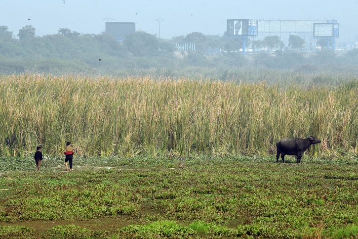 Explained: Why Conservation Of Wetlands And Their Biodiversity Is Key ...