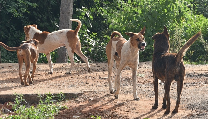 Amid The Growing Stray Menace, Noida Gets Two Shelter Homes For Dogs ...