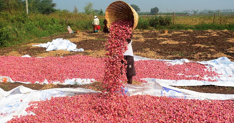 Falling Onion Prices Are Bringing Tears In The Eyes Of Maharashtra Farmers