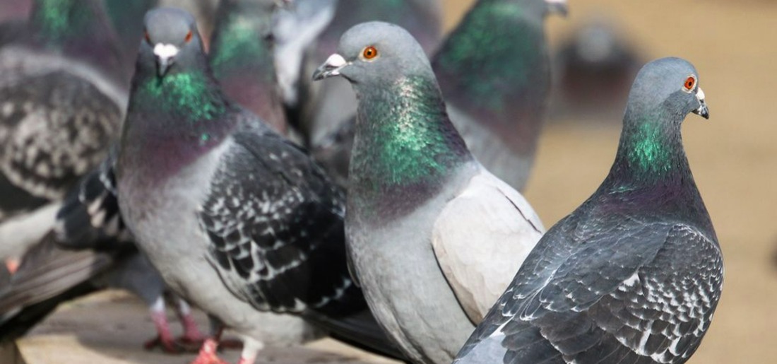 Pigeon Backflips In Viral Video Surprising The Internet