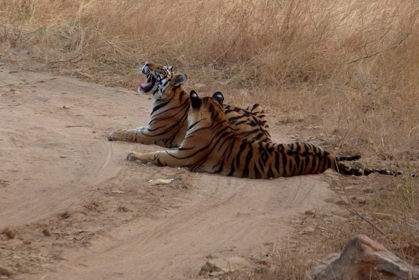 Tigress T-1, The First Big Cat Reintroduced To MP's Panna Tiger Reserve ...