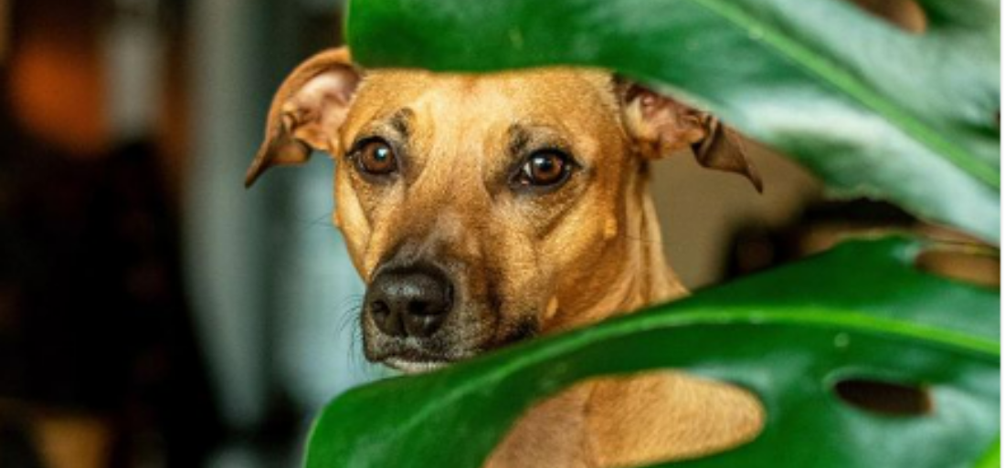 Meet Bindi, The Dog Who Made It To CHCH's Morning Show