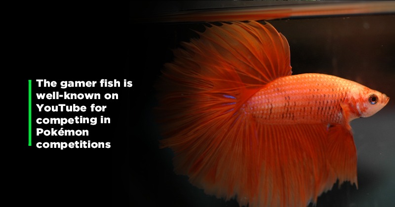 Gamer Pet Fish Goes On Shopping Spree, Reveals YouTuber's Credit Card Info