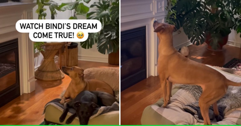 Meet Bindi, The Dog Who Made It To CHCH's Morning Show