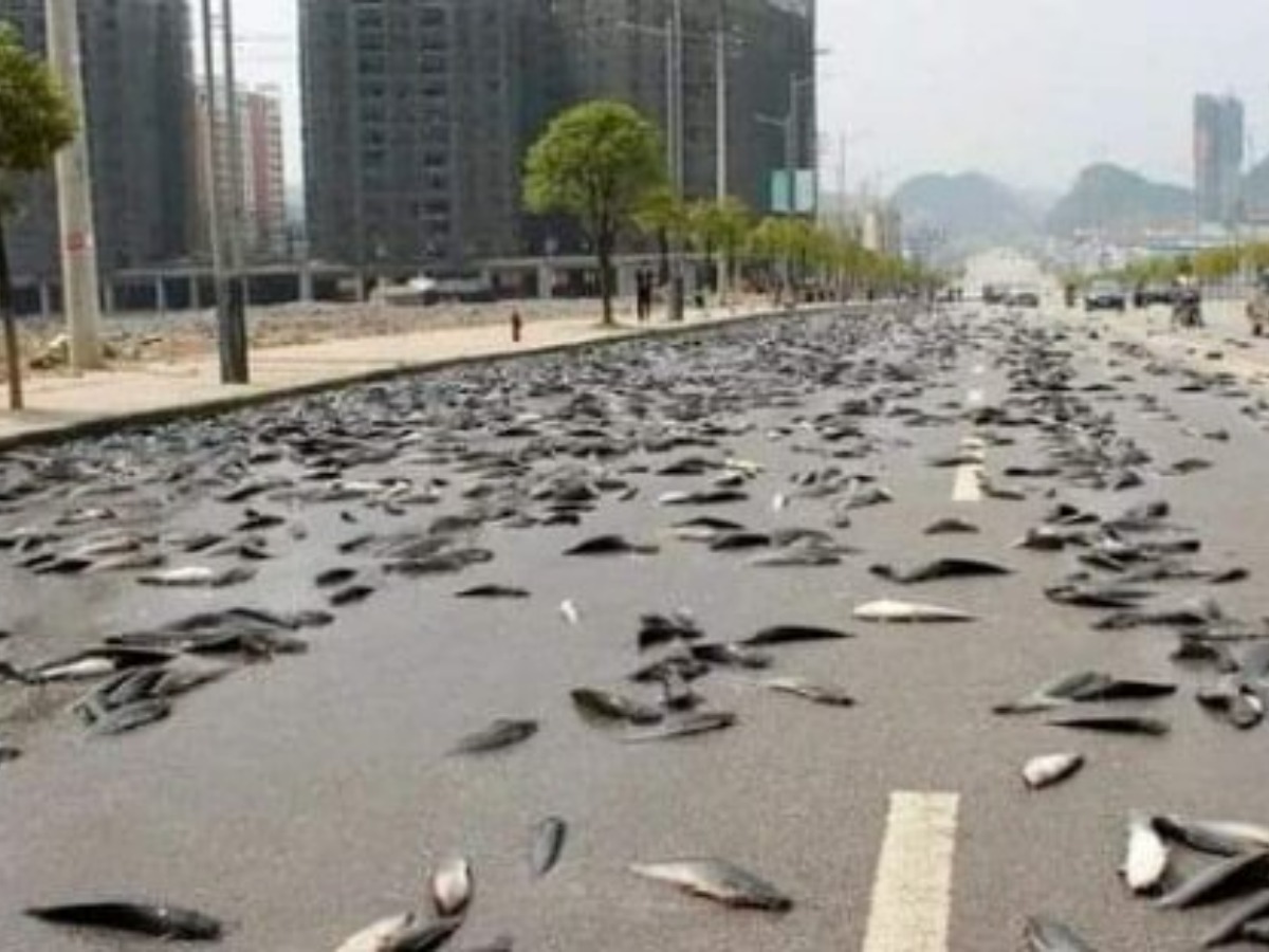 Fourth 'Fish Rains' In Last 50 Years: Know About The Rare Weather Event ...