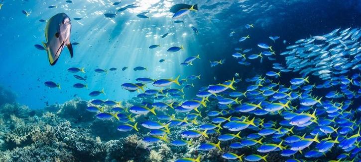 What Are Marine Protected Areas and Why Are They Crucial for Conserving ...