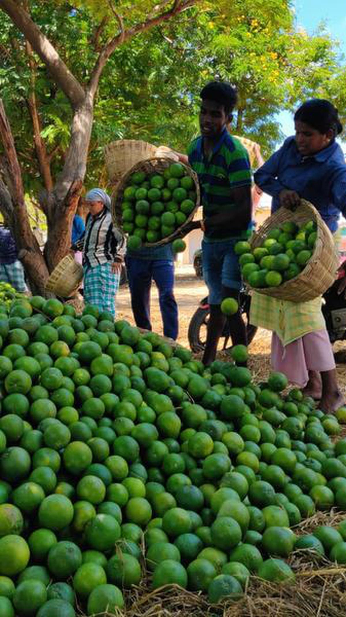 Mosambi History: समुद्र के रास्ते भारत आई और भारत की हो गई, Mozambique ...