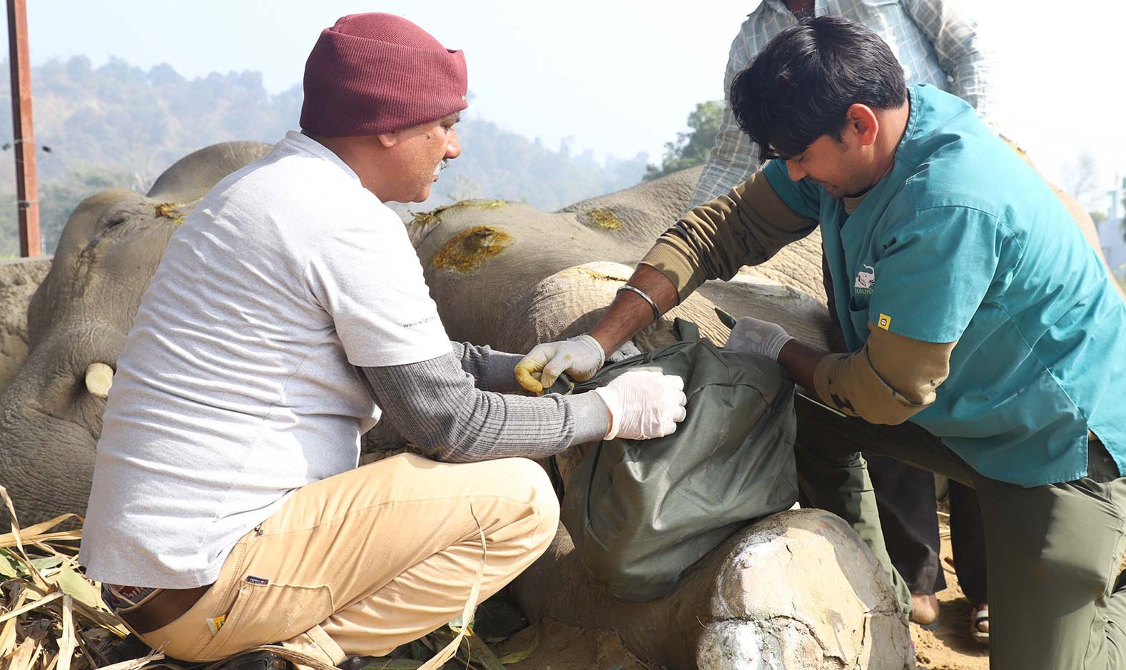 Indian Army Comes To The Help Of Collapsed Elephant, Needs Urgent ...