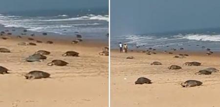 Olive Ridley Turtles Show Up At Odisha Beach For Mass Nesting