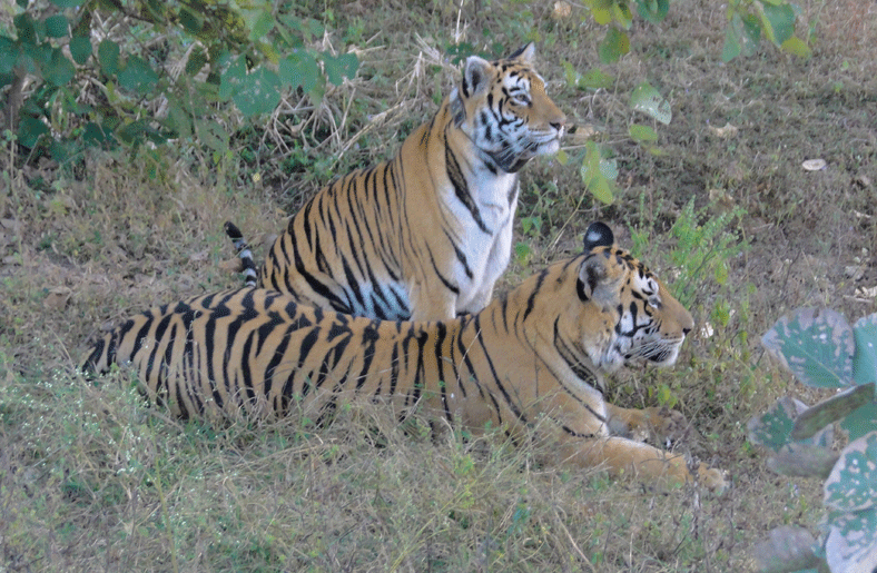 Tigress T-1, The First Big Cat Reintroduced To MP's Panna Tiger Reserve ...