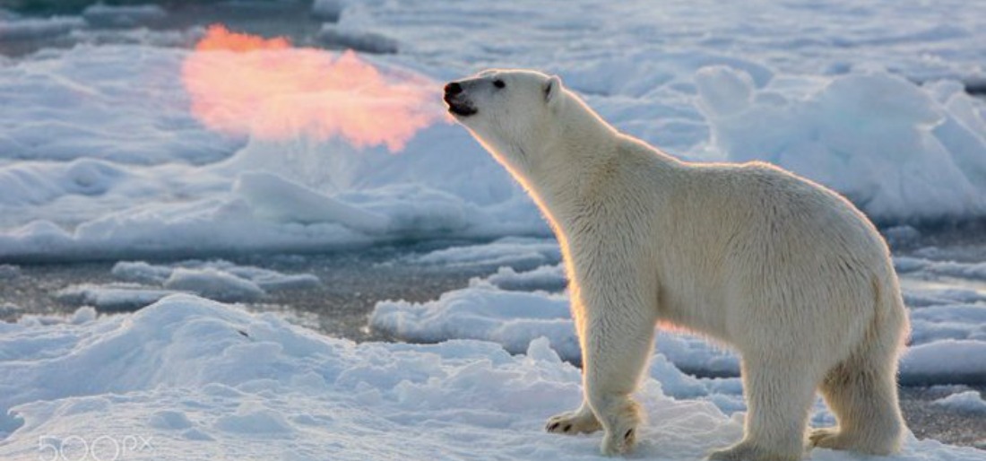 Josh Anon's Click Of Arctic Polar Bear Goes Viral