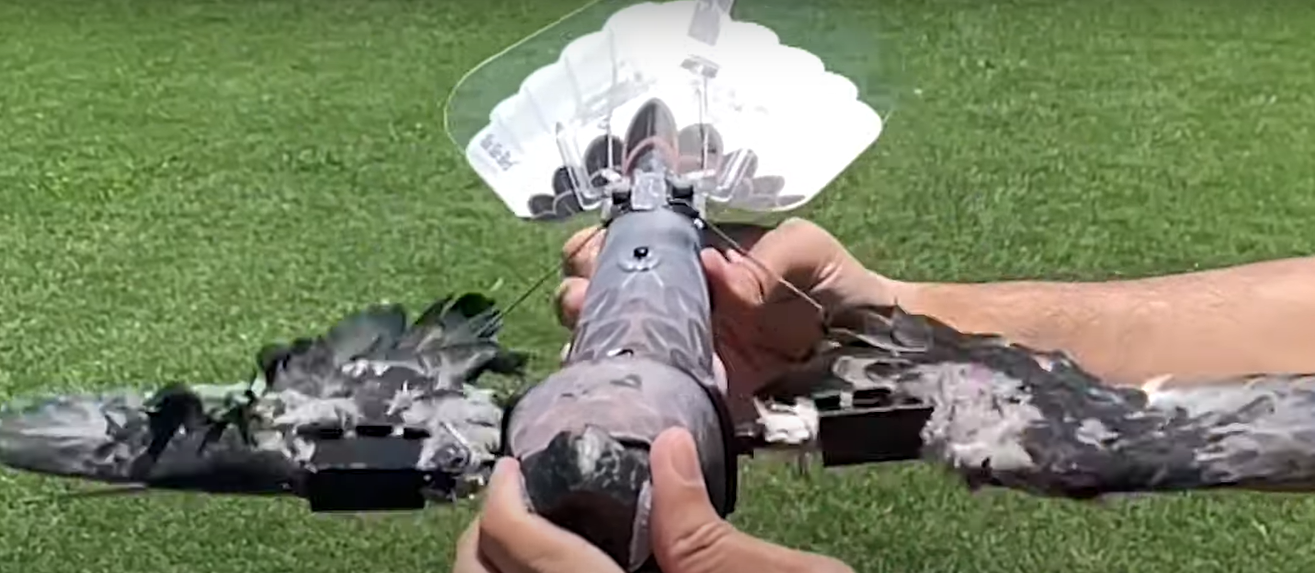 Scientists Use Taxidermy To Turn Dead Birds Into Spy Drones