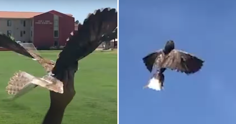 Scientists Use Taxidermy To Turn Dead Birds Into Spy Drones