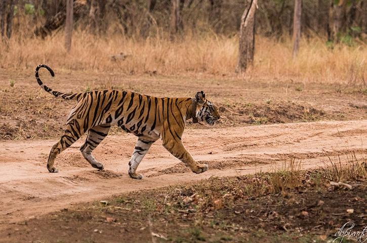 Tigress T-1, The First Big Cat Reintroduced To MP's Panna Tiger Reserve ...