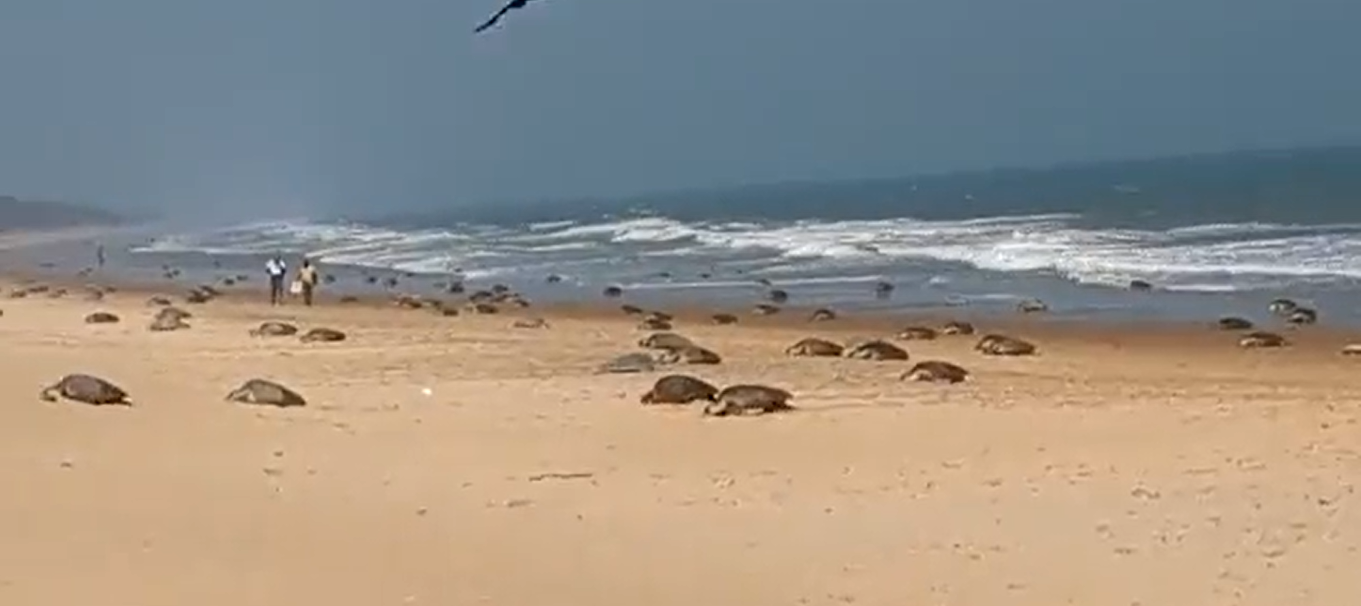 Olive Ridley Turtles Show Up At Odisha Beach For Mass Nesting