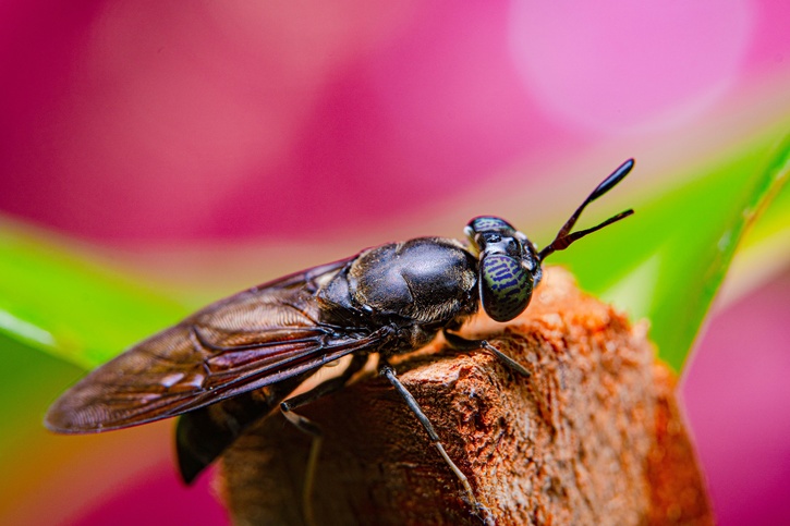 What Is Black Soldier Fly And How Is It An Alternative To Conventional ...