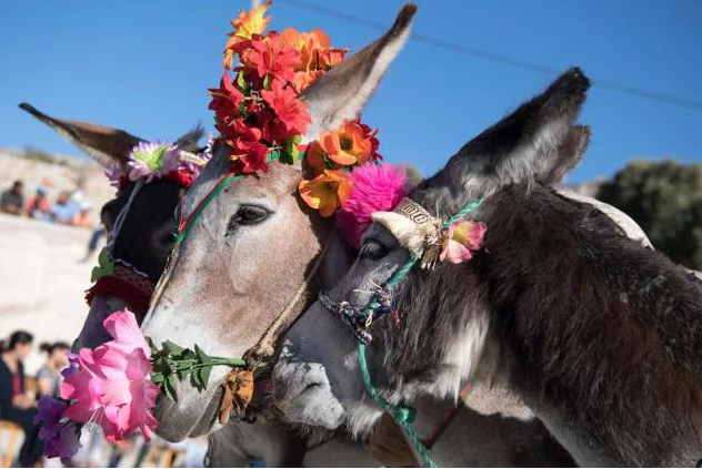 अनोखा ब्यूटी कम्पटीशन, 'रैंप वॉक' करेंगे बेजुबान, सबसे खूबसूरत गधे को ...