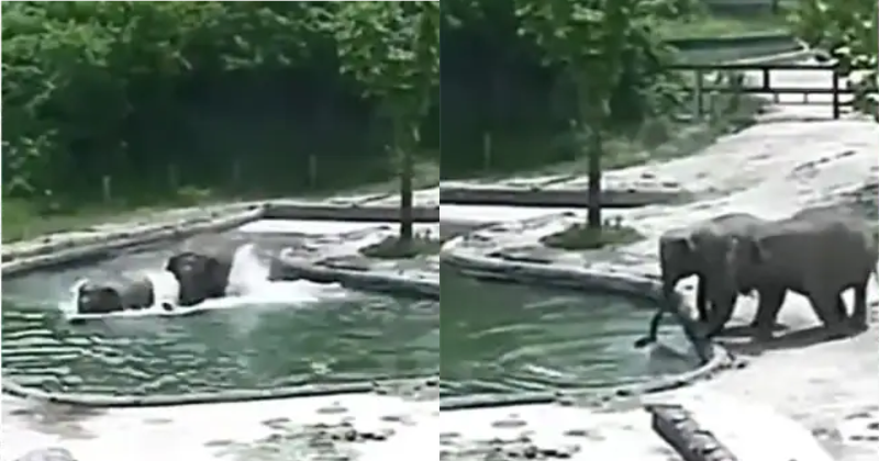 Elephants Come Together To Save Calf From Drowning
