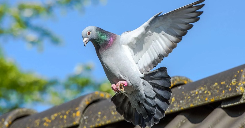 Pigeon Backflips In Viral Video Surprising The Internet