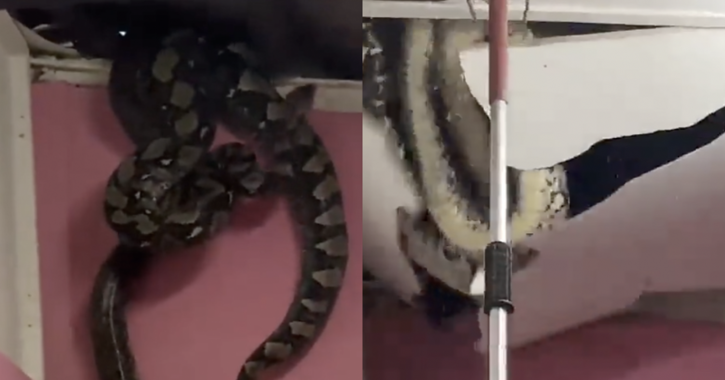 Viral Video Of 3 Giant Snakes Hiding In Malaysian