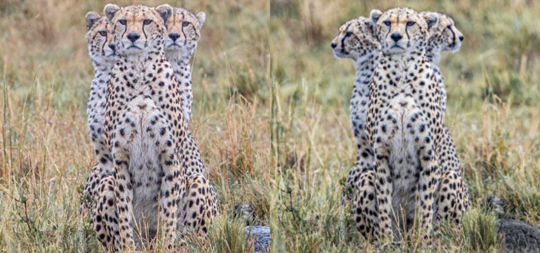 Wildlife Photographer Captures Rare Photo Of Three Headed Cheetah