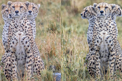 Trill Logo Cheetah