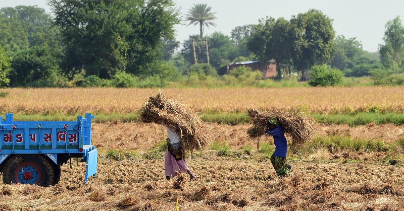 Explained: What Was The Grow More Food Campaign