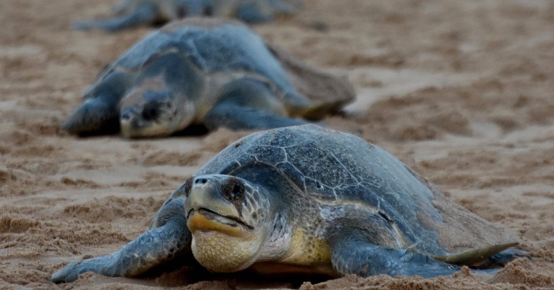 Olive Ridley Turtle Breeding Season Has Started, But Low Nesting In ...