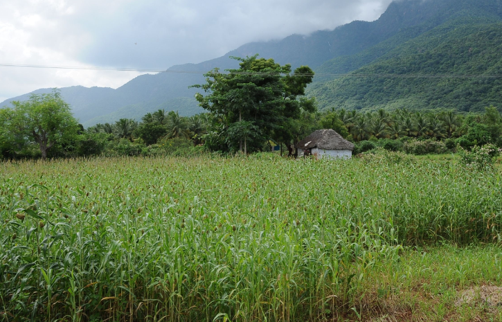 Explained: What Is The International Year Of Millets?