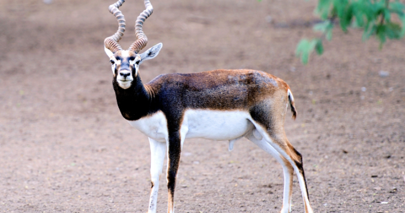 Explained: How Do Blackbucks Survive Tough Conditions