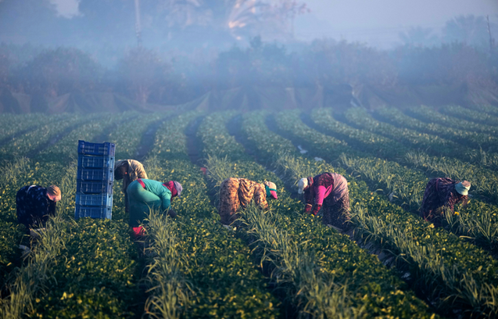 Explained: What Was The Grow More Food Campaign