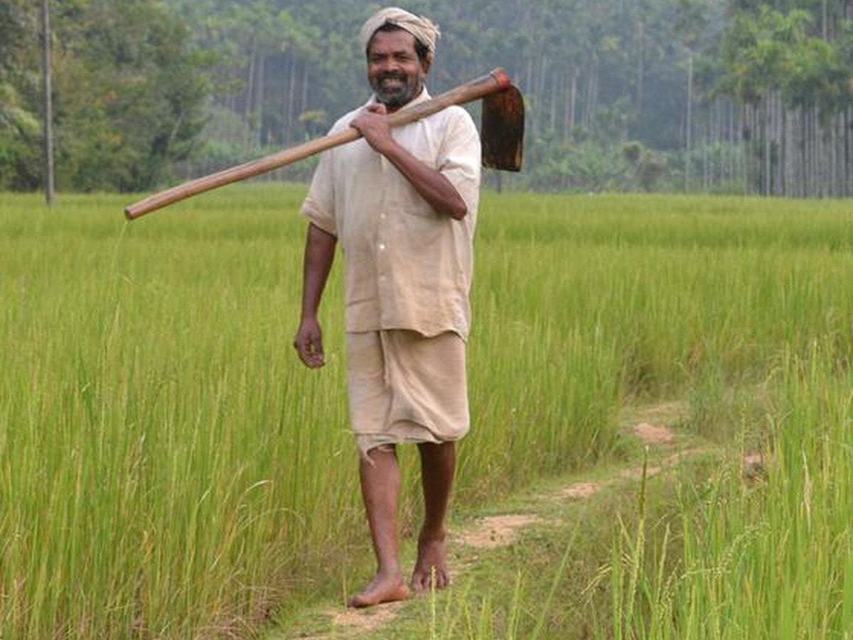 Kerala Tribal Man, A Guardian Of Over 50 Indigenous Paddy Seeds Wins ...
