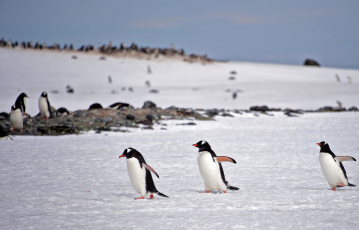 Explained: The Royal Life Of Emperor Penguins