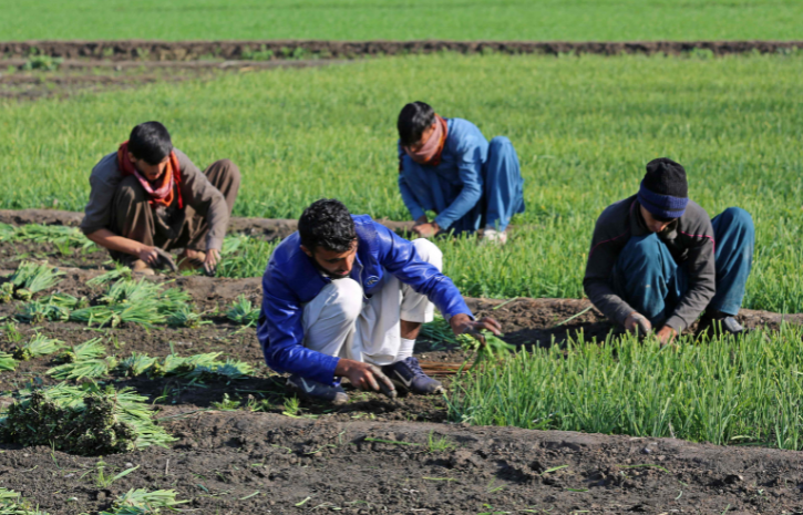 Explained: What Was The Grow More Food Campaign