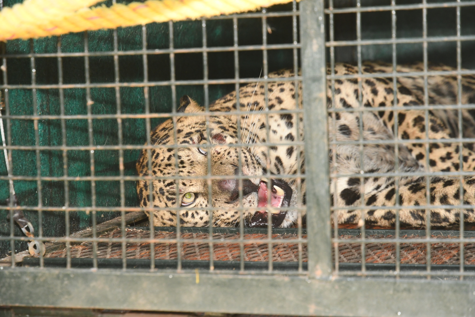 Leopard That Killed An 11-Year-Old Boy, Terrorised Residents, Captured ...