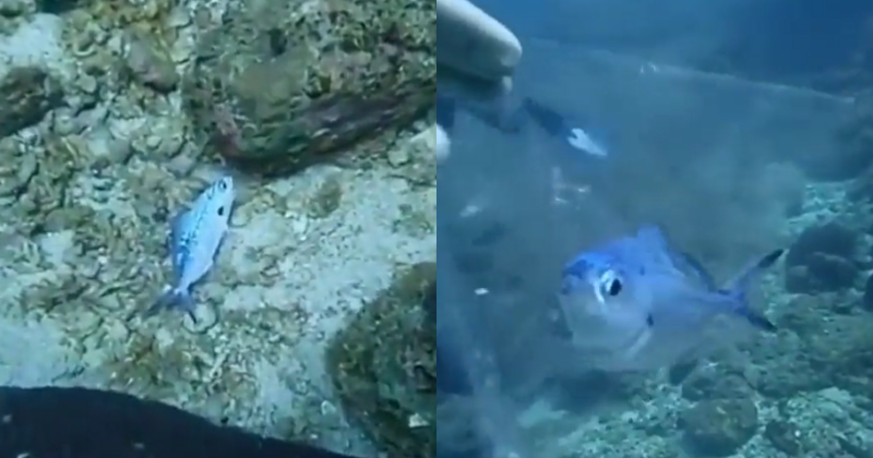 Video Of Diver Rescuing Fish Trapped In A Plastic Bag Goes Viral