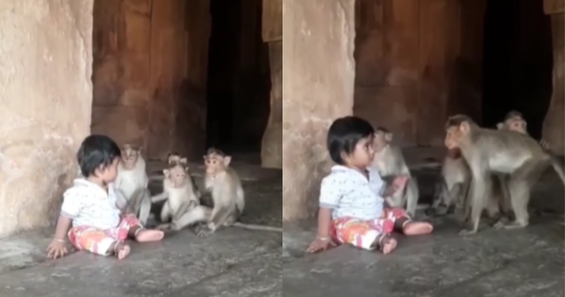Video Of Child Playing With Wild Monkeys Goes Viral