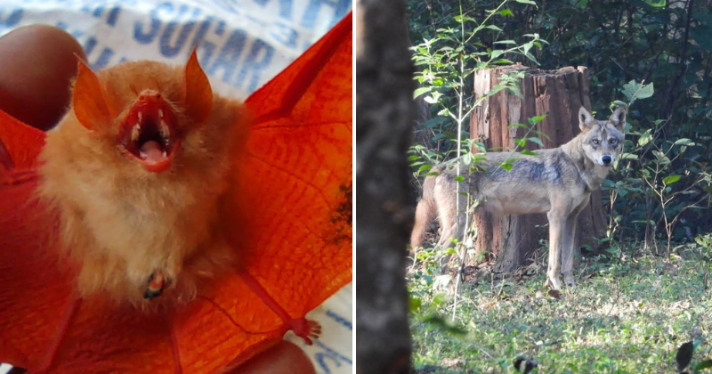 Orange Bat, Indian Wolf From Kanger Ghati National Park In Chhattisgarh